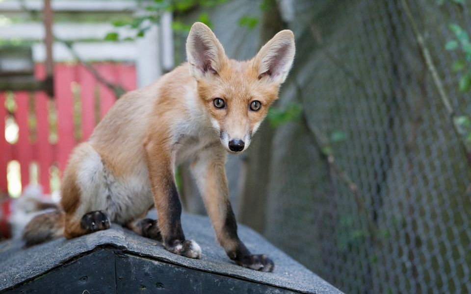Luonnonvaraisten eläinten eutanasia jakaa mielipiteitä | Helsingin ...