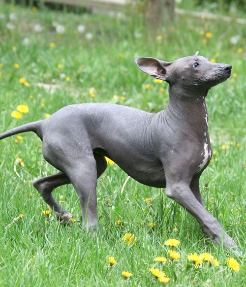 Väitös: Geenivirhe aiheuttaa häiriöitä koiran karvoituksen ja hampaiden ...