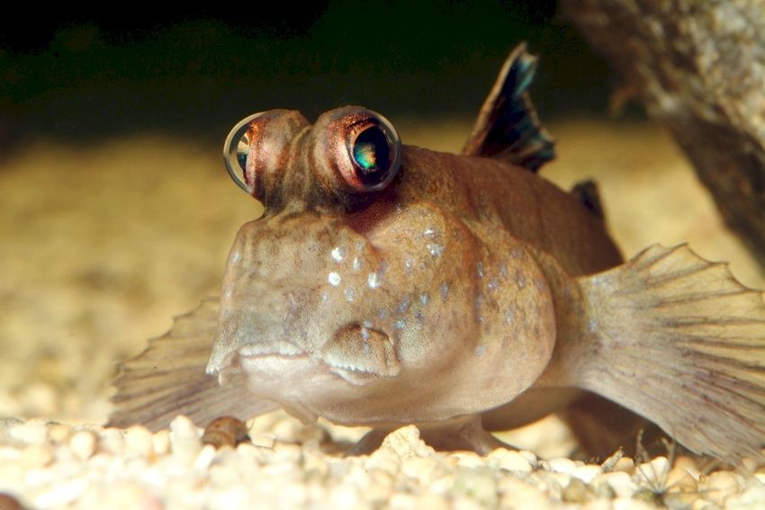 Akvaariosta karannut kala löytyi puusta! | SeaLife Helsinki Oy