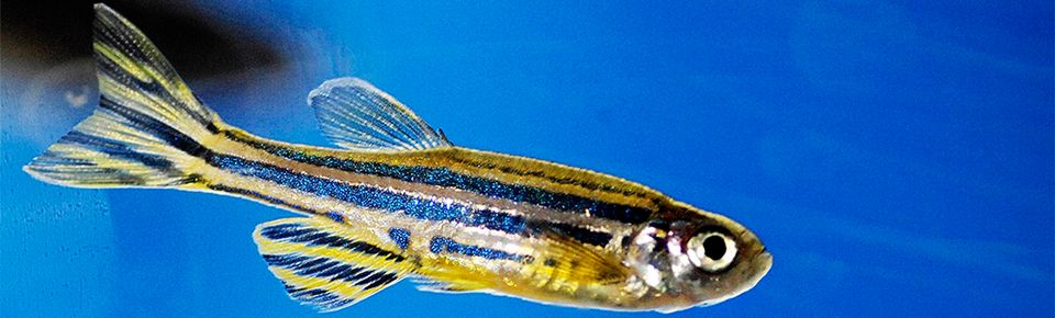 Sjukdomsgener undersöks med hjälp av zebrafisk | Helsingin yliopisto
