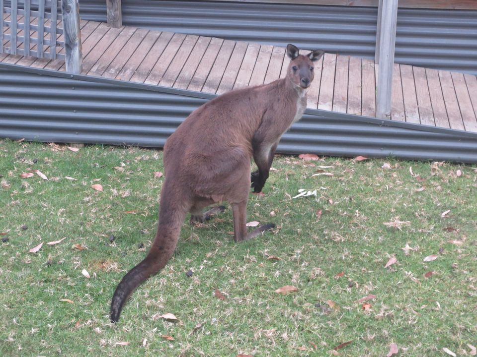 STT-Lehtikuva siirtää yötoimituksensa Australiaan | STT