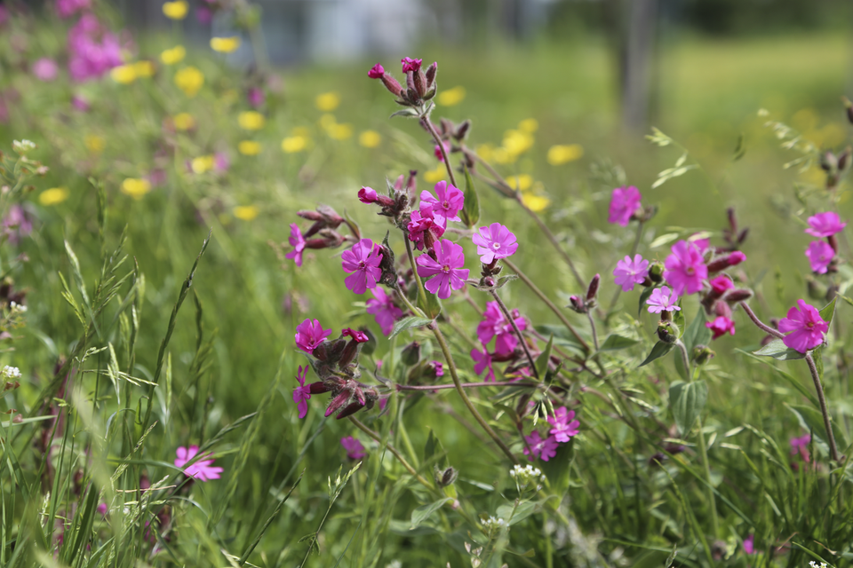DNA makes a long-standing commitment in Finnish wind power ...