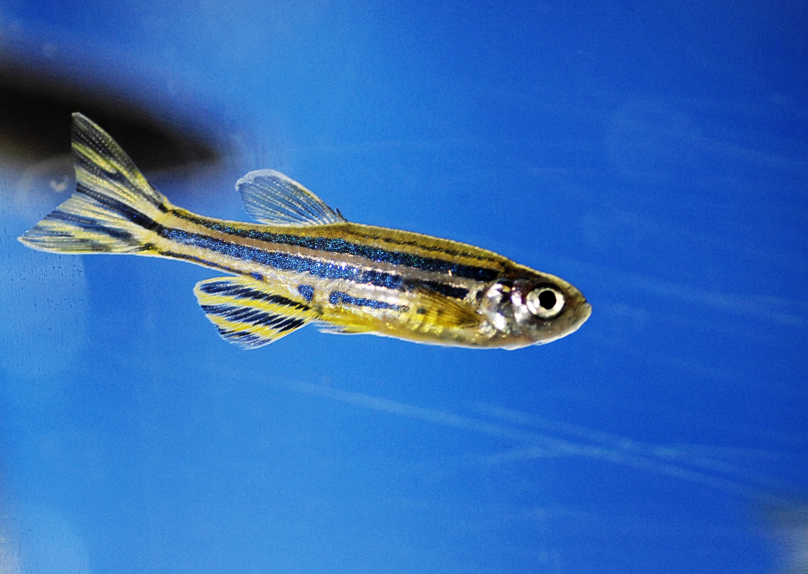 Sjukdomsgener undersöks med hjälp av zebrafisk | Helsingin yliopisto