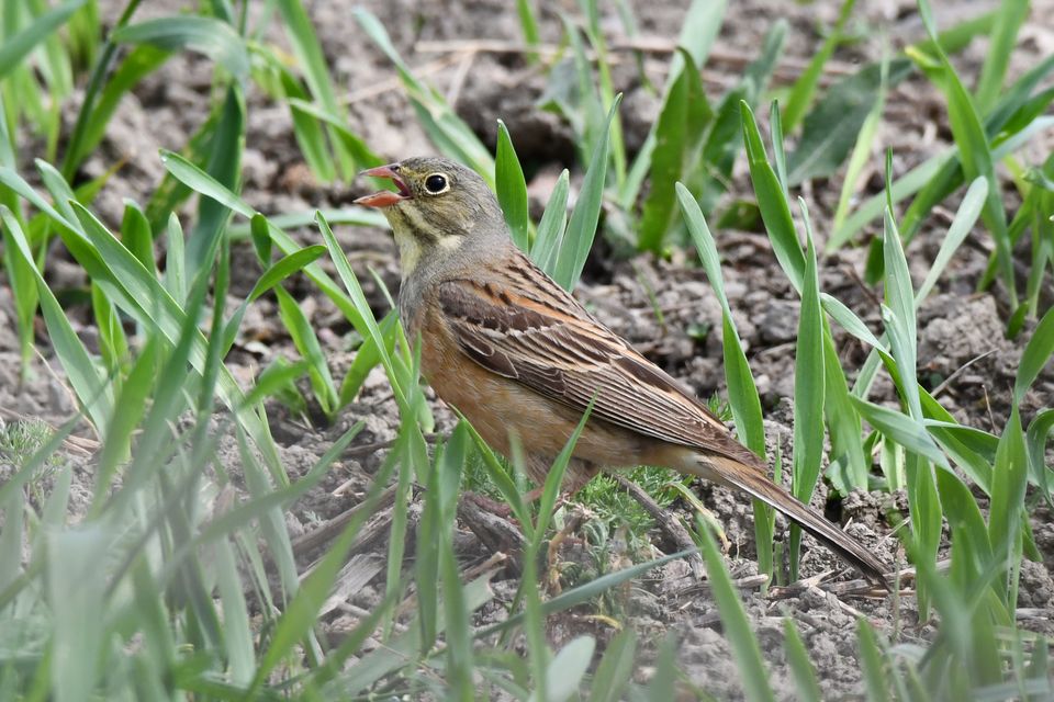 Äärimmäisen uhanalainen peltosirkku voisi hyötyä monipuolisemmasta ...
