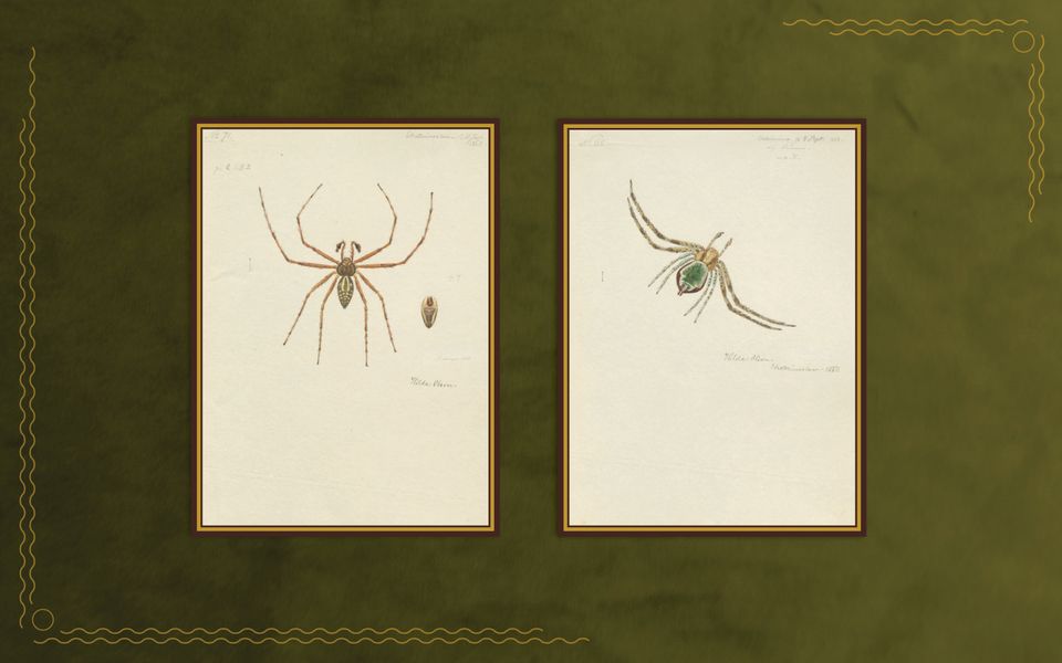 Hildan hämähäkit -näyttely kutoo yhteen tieteen ja taiteen | Helsingin ...