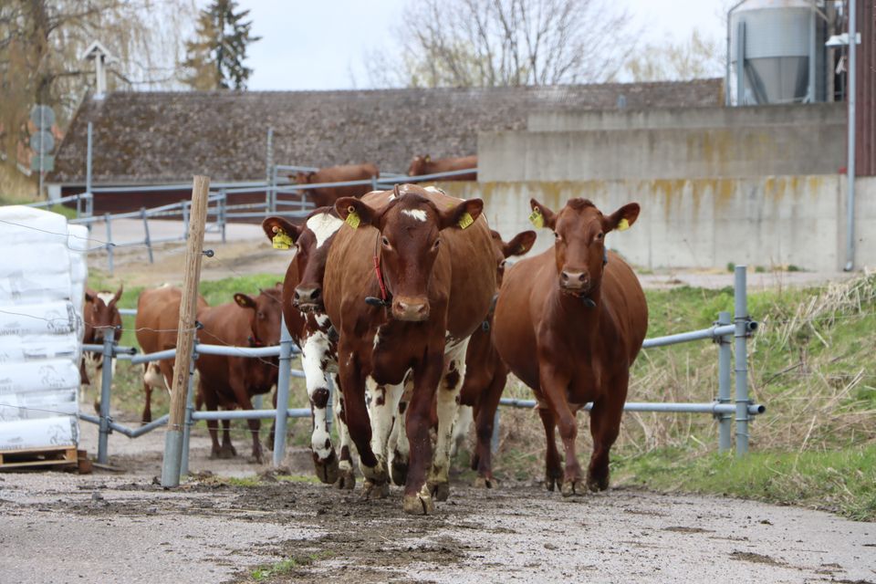 Kutsu medialle: Tule seuraamaan Viikin tutkimustilan lehmien keväistä ...