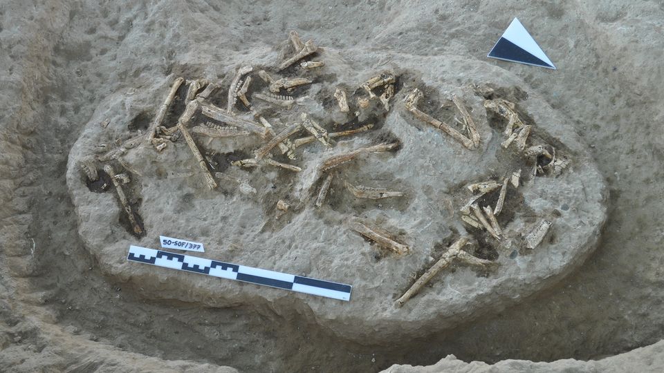 Kädellisten evoluutio tarkentuu – uusi radioisotooppinen ajoitus ...