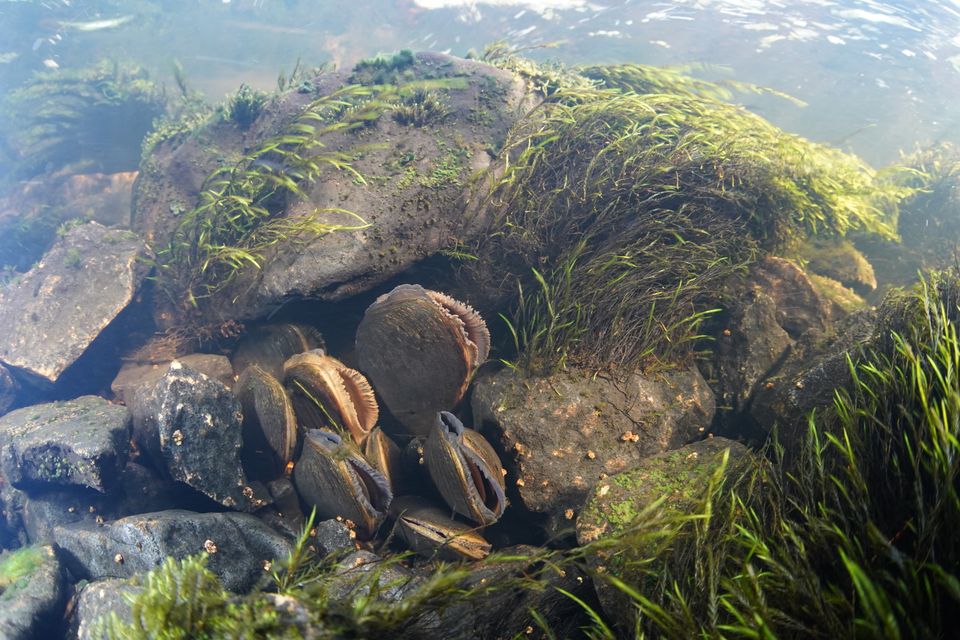 Raakun säilyminen edellyttää yhteistyötä | Jyväskylän yliopisto
