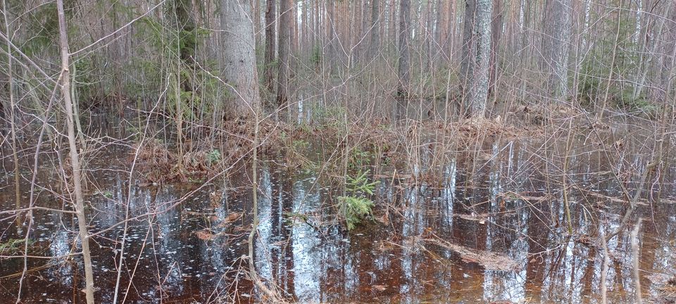 Tulvat Etelä-Savossa nousemassa harvinaisen korkealle | Etelä-Savon ELY ...