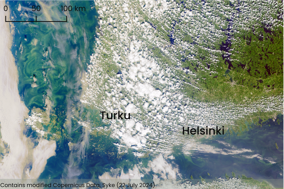 Relatively small amount of blue-green algae have been observed in ...