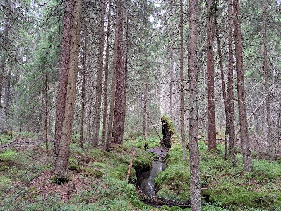 Kangasalle esitetään kolmea uutta luonnonsuojelualuetta | Kangasalan ...