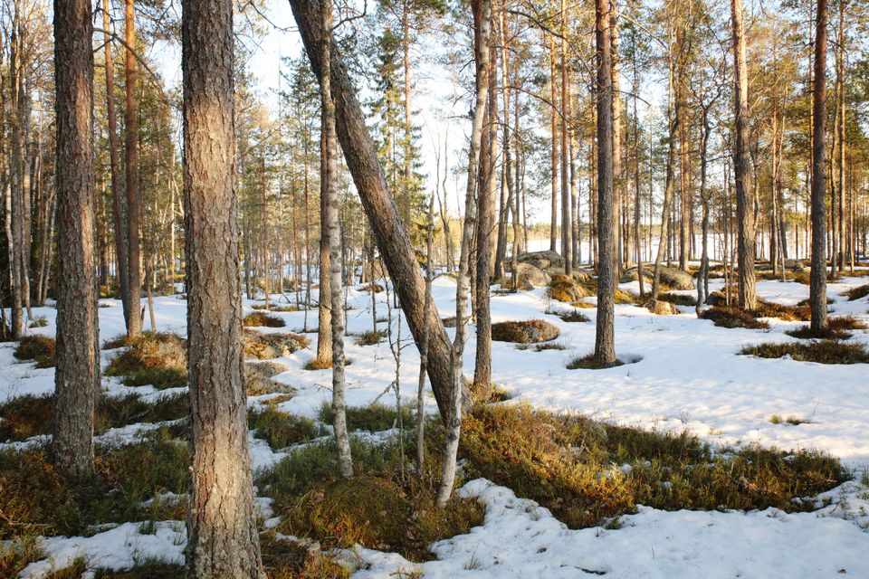 Luonnonperintösäätiön viidestuhannes hehtaari löytyi Oulaisista ...