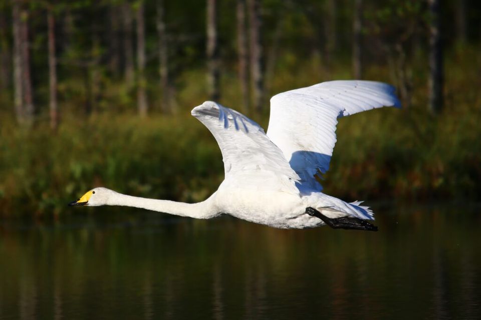 Joutsenet saavat Kalajoella suojakseen lintuvaroittimet sähköverkkoon ...