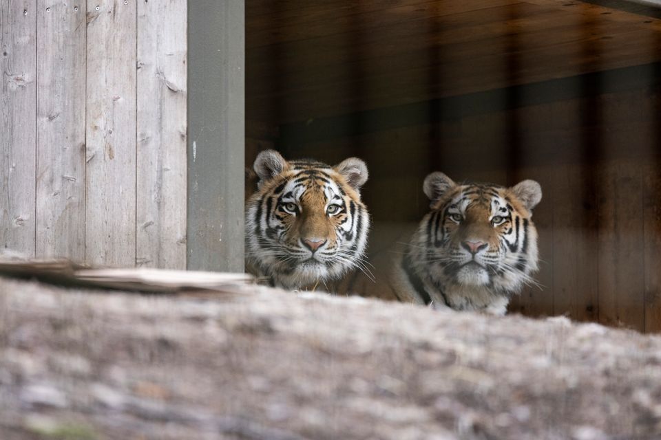 Korkeasaaren nuori amurintiikeri muutti Tallinnaan ja toinen jäi kotisaarelleen | Korkeasaaren ...