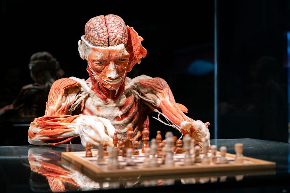 30 Years of BODY WORLDS - A Success Story That Has Changed the Way We ...